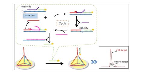 Electrochemiluminescence Biosensor Based On Entropy Driven Amplification And A Tetrahedral Dna