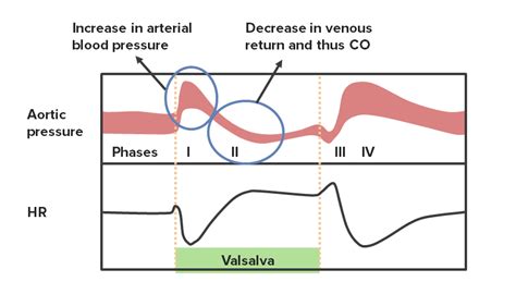 Cardiovascular Response To Exercise Concise Medical Knowledge