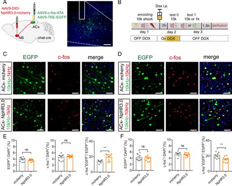 Cholinergic Signaling Influences The Acx Neural Activity To Modulate