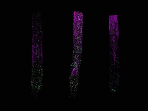 Video Dr Hamed Altaweel On Linkedin Geneexpression Phytomap