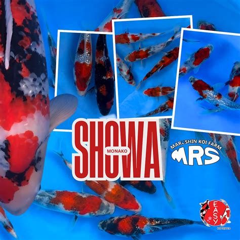 Showa Marushin Easy Koi Center