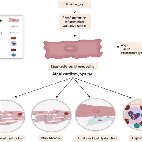 The Classification Of Atrial Cardiomyopathy Multiple Risk Factors