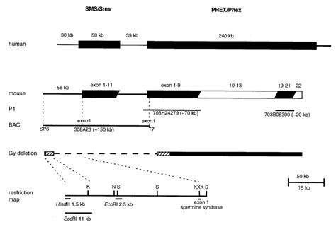 Genomic Organization Of The Smssms And Of Phexphex Genes In The Top
