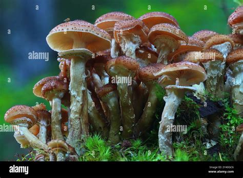 Bulbous Honey Fungus Growing Out Of A Dead Tree Trunk Hamsterley Forest England UK Stock