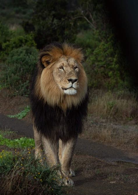 Seeing Lion In Dream Meaning Artofit