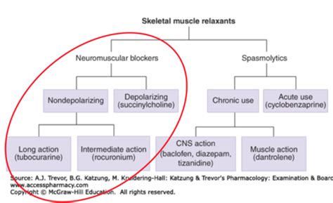 Estación De Televisión Inhalar Huella Neuromuscular Blocking Agents