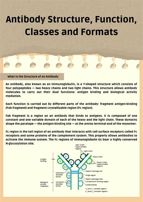 Solution Antibody Structure Function Classes And Formats Studypool