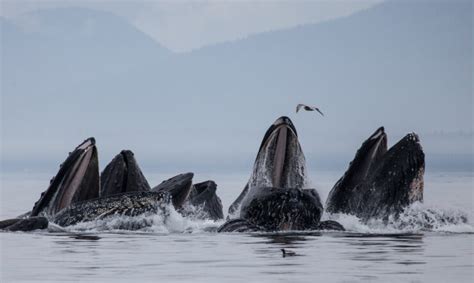 Insane Drone Footage Reveals Humpback Whale Creating A Fibonacci Spiral