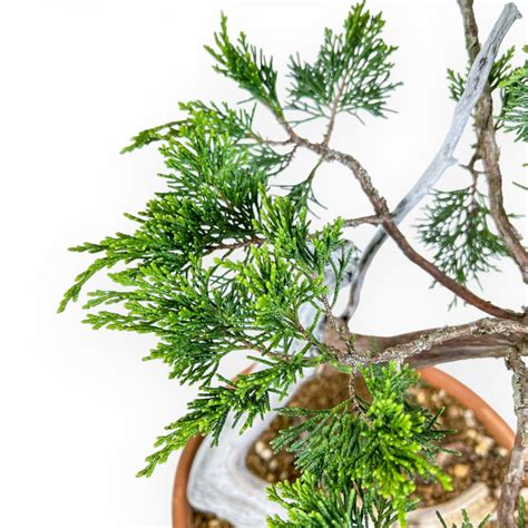 Juniperus Sabina Enebro 47 Cm