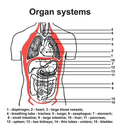 Anatomical Chart Free Stock Vectors