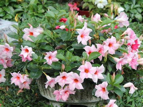 Brazilian Jasmine Plant At Rs 80 In Nagaon Id 4852101 Nazmin Nursery
