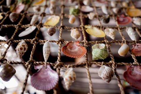 Wall Decorated With Scallop Shells In A Row Stock Image Image Of