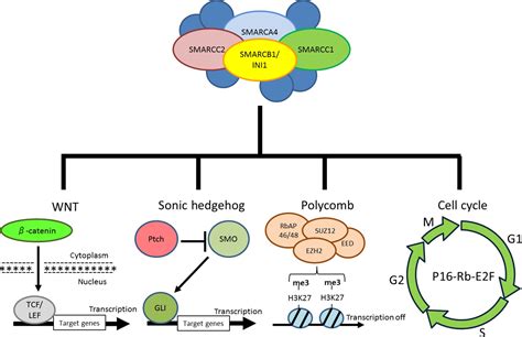 Oncogenic Roles Of Smarcb1ini1 And Its Deficient Tumors Kohashi