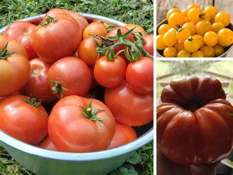 Top 12 Indeterminate Tomato Varieties To Grow Personal Favorites The Small Town Homestead