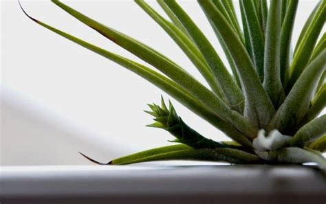 How Do Air Plants Grow Growth Cycle Explained Seeds N Flowers