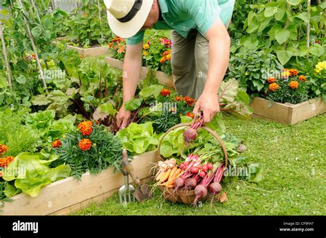 Gardener Harvesting Summer Vegetables From Raised Bed Vegetable Plots