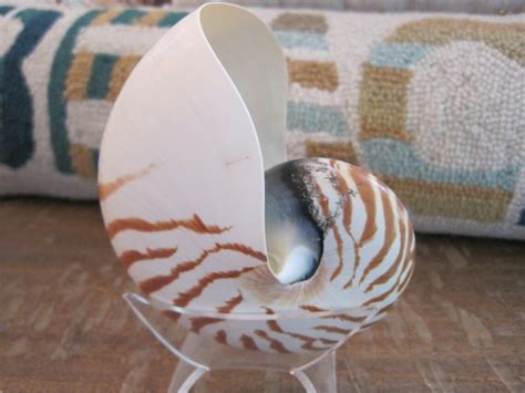 Natural Nautilus Shell Large Nautilus Coastal Home Decor Etsy
