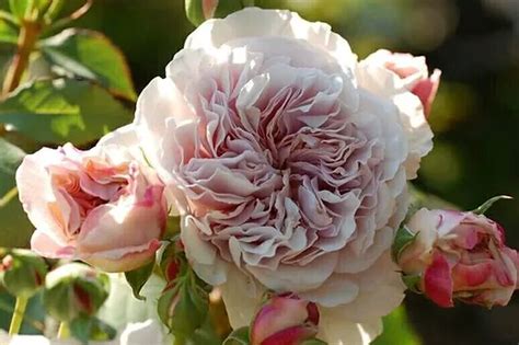 Color Of Jupiter Natalijas Rozes