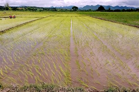 မိုးနဲမြို့နယ်၌ မိုးစပါးလျာထားဧက ရာနှုန်းပြည့်စိုက်ပျိုးပြီးစီး Information And Public