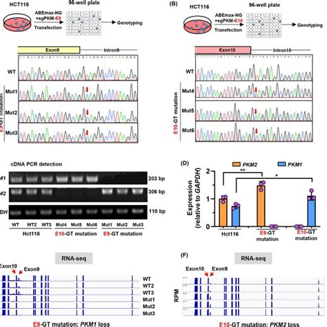 base editing‐mediated efficient mutation of splicing junction sites of