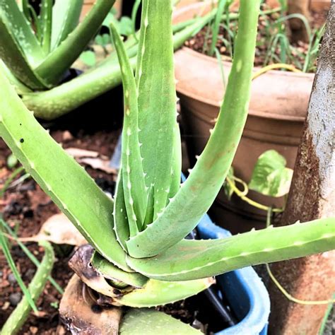 13 Tips To Fix Aloe Vera Plant White Fungus Indoor Mint