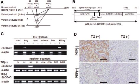 Characterization Of Human Slco4c1 Tg Rats Is Shown A Three Different Download Scientific