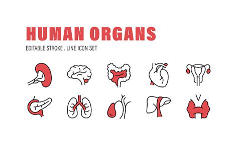 인간의 장기 뇌 심장 신장 폐 장기 아이콘 상징에 대한 스톡 벡터 아트 및 기타 이미지 상징 인체 0명 Istock