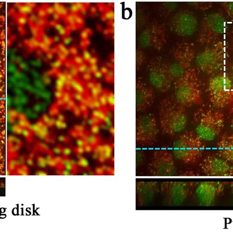 Double Staining Of A Larval Wing Imaginal Disk And Pupal Wing Download Scientific Diagram