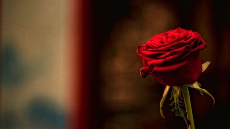 Rose Wallpaper Desktop Backgrounds