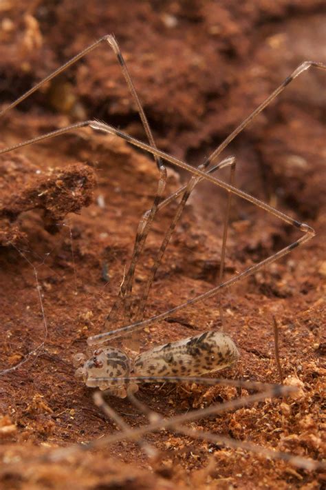 ムシをデザインしたのはダレ ユウレイグモ Pholcus crypticolens
