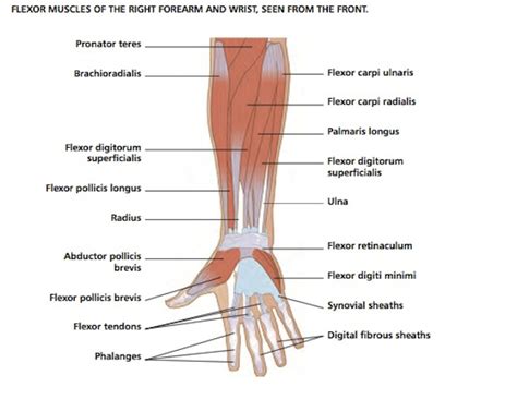 Right Wrist Anatomy