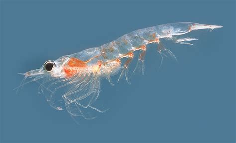 Gny Antarctic Krill Extraction And Storage