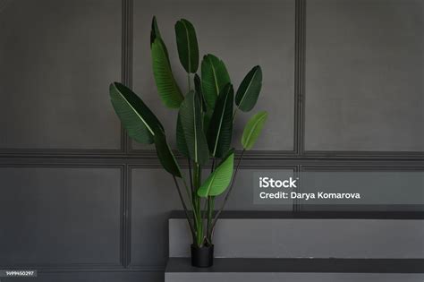 회색 배경에 야자수가 있는 텅 빈 검은색 연단 제품 프레젠테이션을 위한 모형 최소한의 개념입니다 복사 공간이 있는 내부 부분