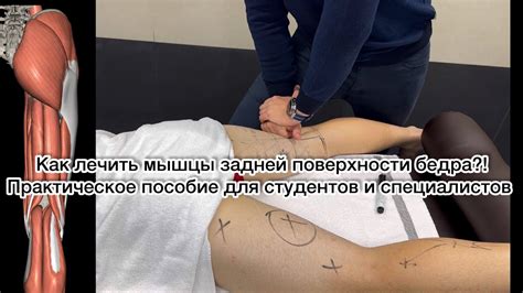 Как лечить мышцы задней поверхности бедра Миопрессура по Дубуку Youtube