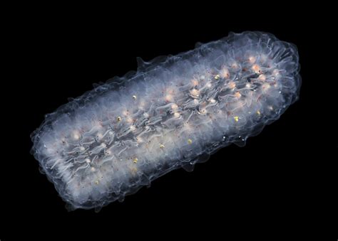 ¿sabías Que El Pirosoma Es Una Extraña Criatura Marina Compuesta Por