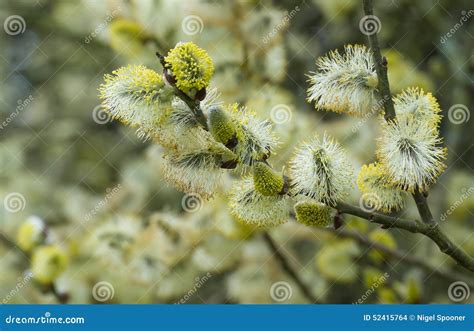 Springtime Catkins On Willow Tree Stock Photo Image Of Ament Fluffy