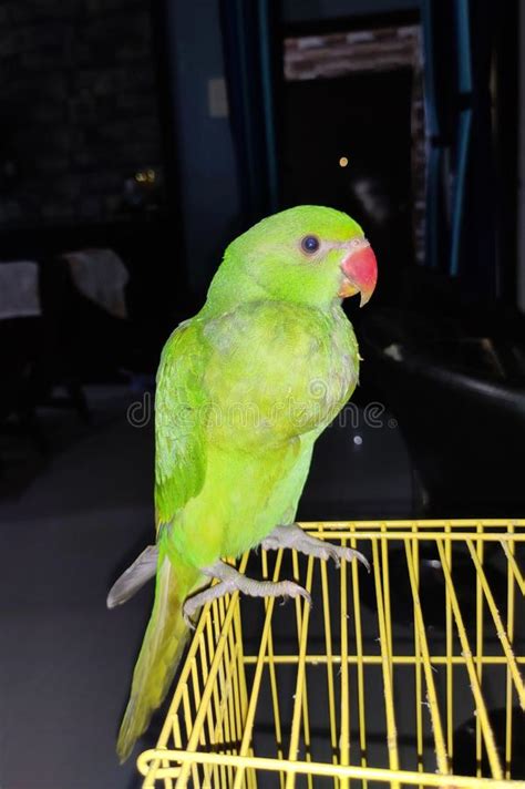 Rose Ringed Parrot Stock Image Image Of Natural Rose 147784855