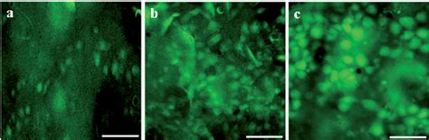 Fluorescent Microscopic Images Showing Human Skin Keratinocyte Hacat