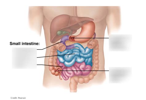 Biol 244l Small Intestine Diagram Quizlet