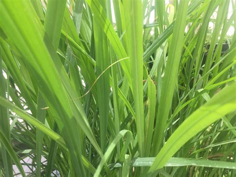 Lemon Grass Bananadarelo