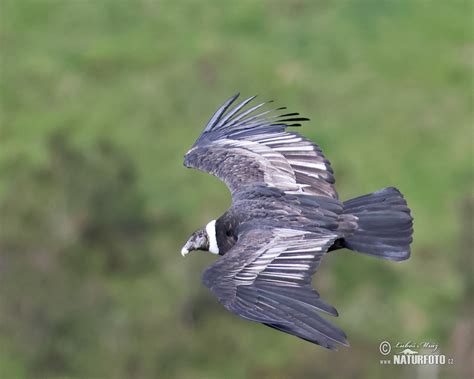 Andean Condor Photos Andean Condor Images Nature Wildlife Pictures