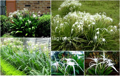 Cây Bạch Trinh Biển Salalagreen