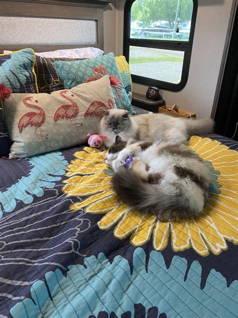 New Catnip Toys Rragdolls