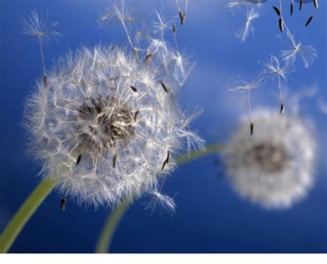 Pollination By Wind Images At Caleb Fernando Blog