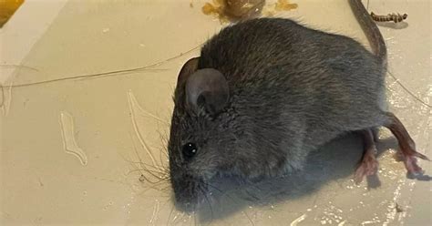 Glasgow Man Woke To Find Mouse Scratching Leg In Bed As Estate