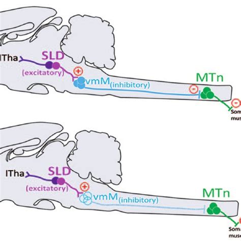 Schematic Drawing Of The Neuronal Networks Controlling Muscle Atonia
