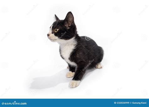 Lindo Gato Con Fondo Blanco Imagen De Archivo Imagen De Divertido