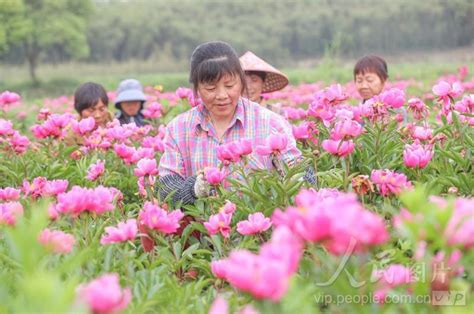 浙江德清管护中药材 人民图片网