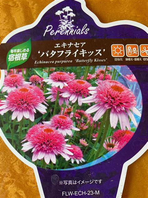エキナセア バタフライキッス 暑さ寒さに強い 秋まで咲くYahoo フリマ旧PayPayフリマ