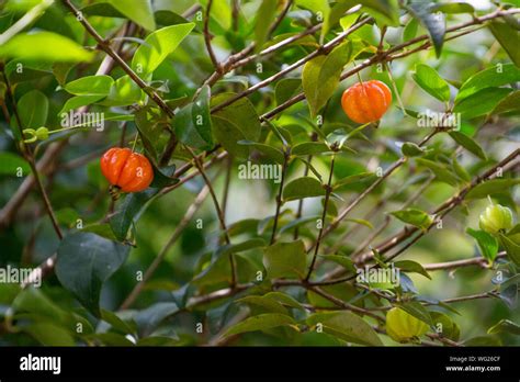 Winter Cherry Tree Hi Res Stock Photography And Images Alamy